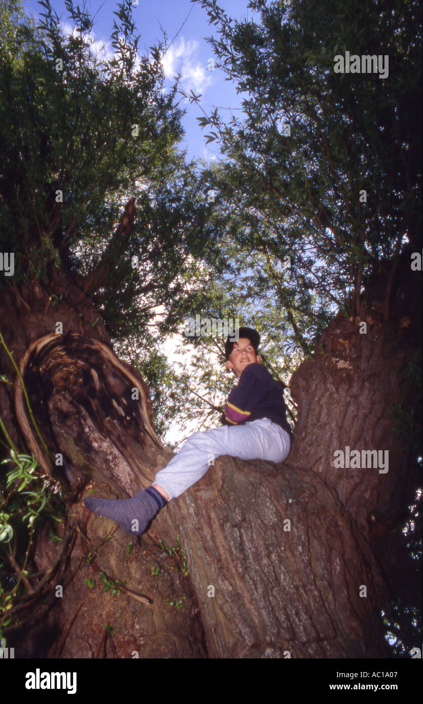 Young boy at top of a tree Stock Photo - Alamy
