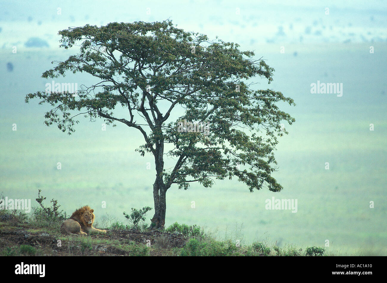 Male lion under tree hi-res stock photography and images - Alamy