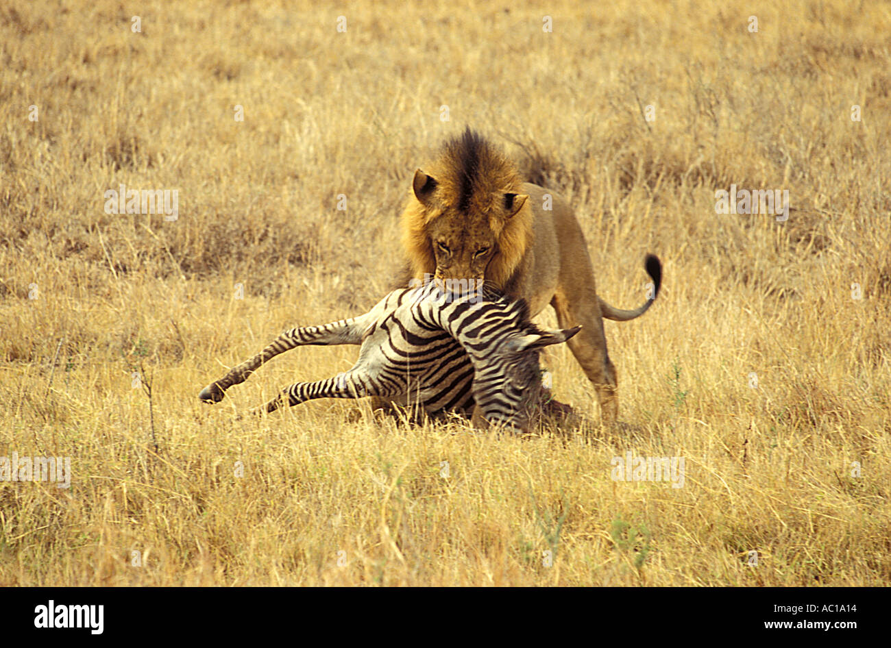 Lion Panthera leo Nairobi National Park Kenya Africa An adult male Lion ...