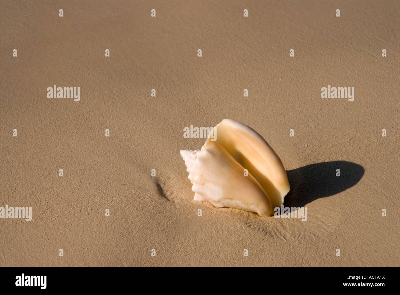 Conch shell on beach, Rose Island, Bahamas Stock Photo - Alamy