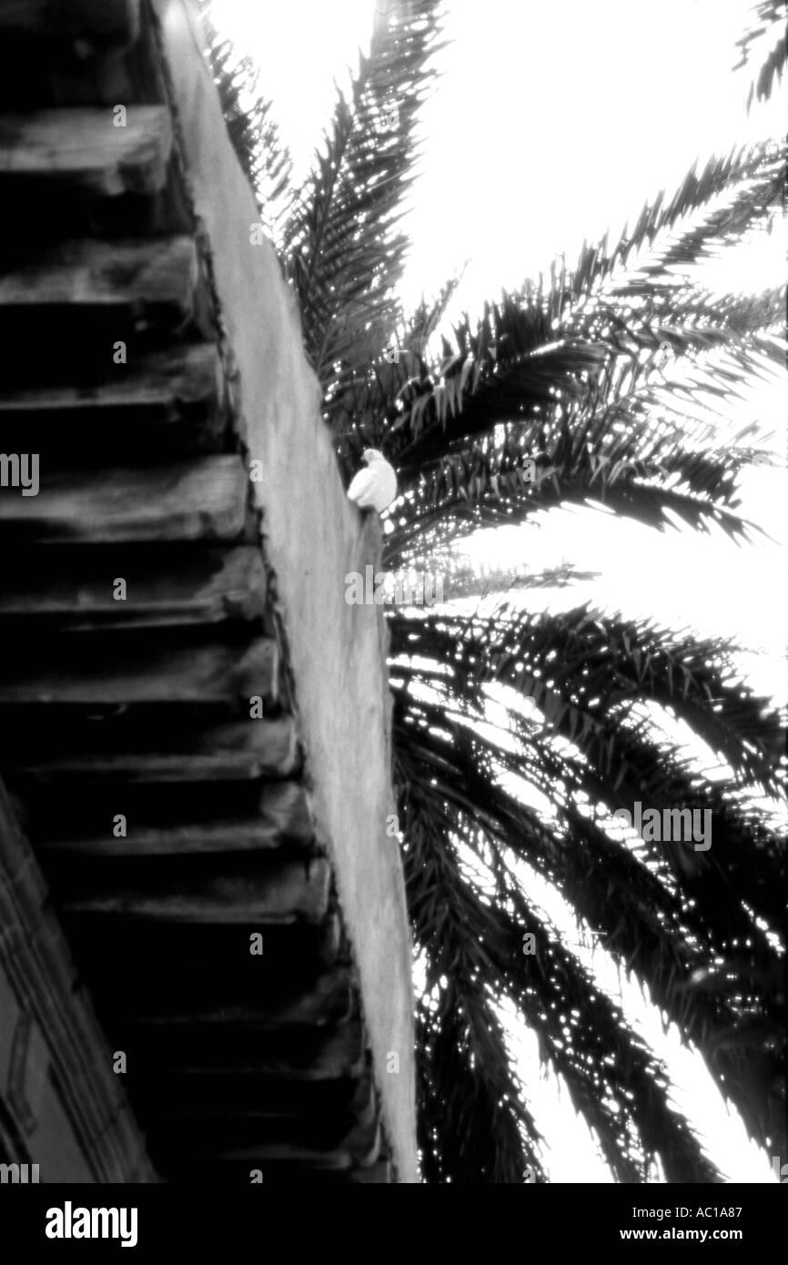 Bird bird house Black and White Stock Photos & Images - Alamy