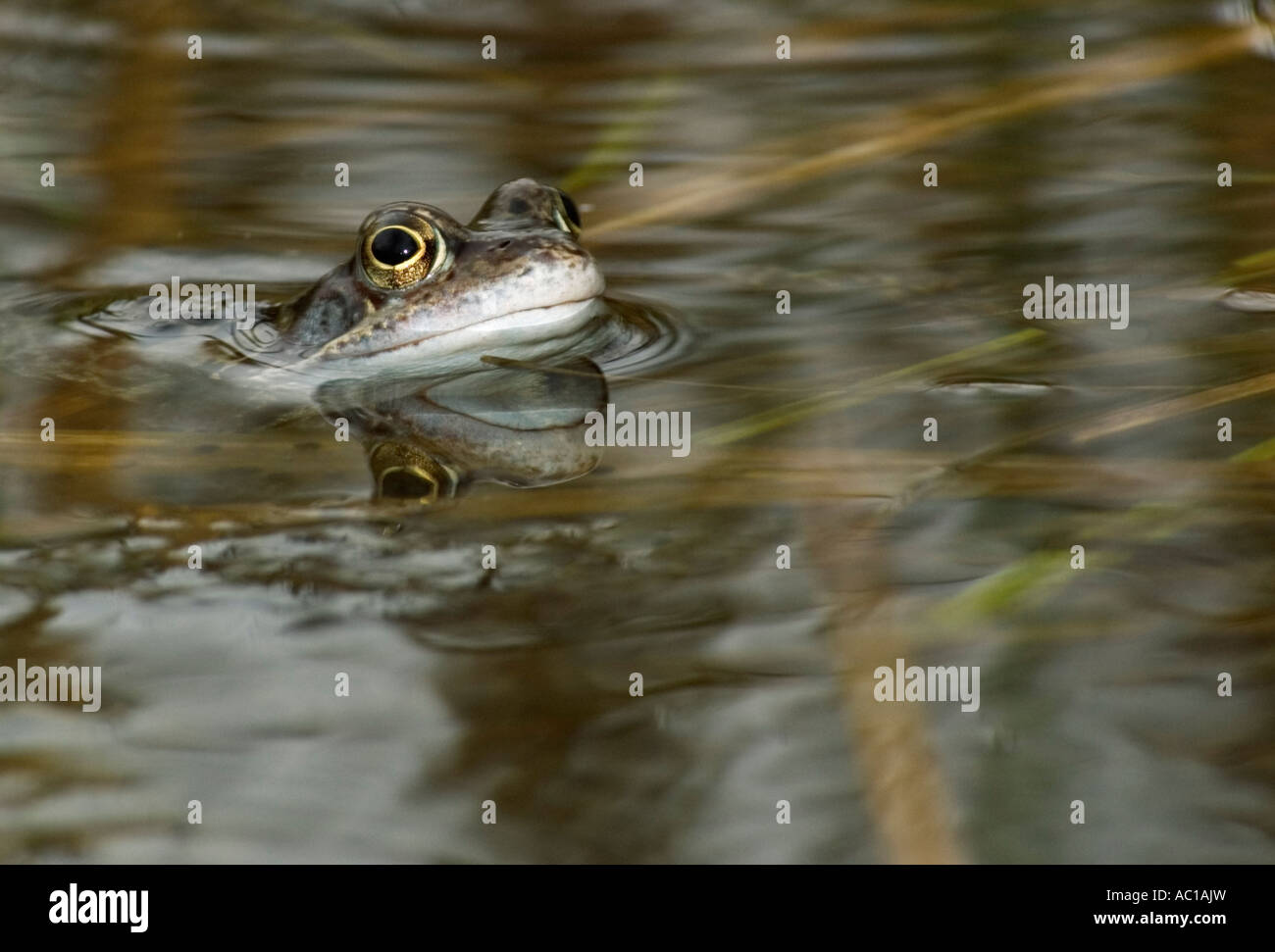 British common frog breaks surface Stock Photo - Alamy