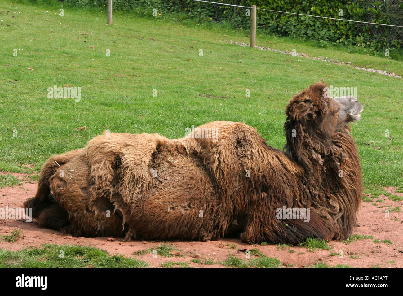 Fully grown adult Bactrian Camel camelus bactrianus lying down on grass ...
