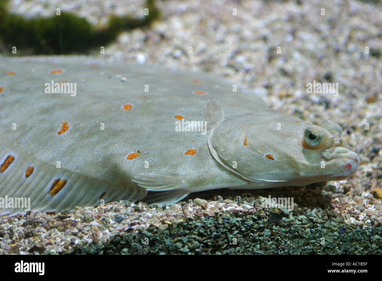 The european flounder hi-res stock photography and images - Alamy