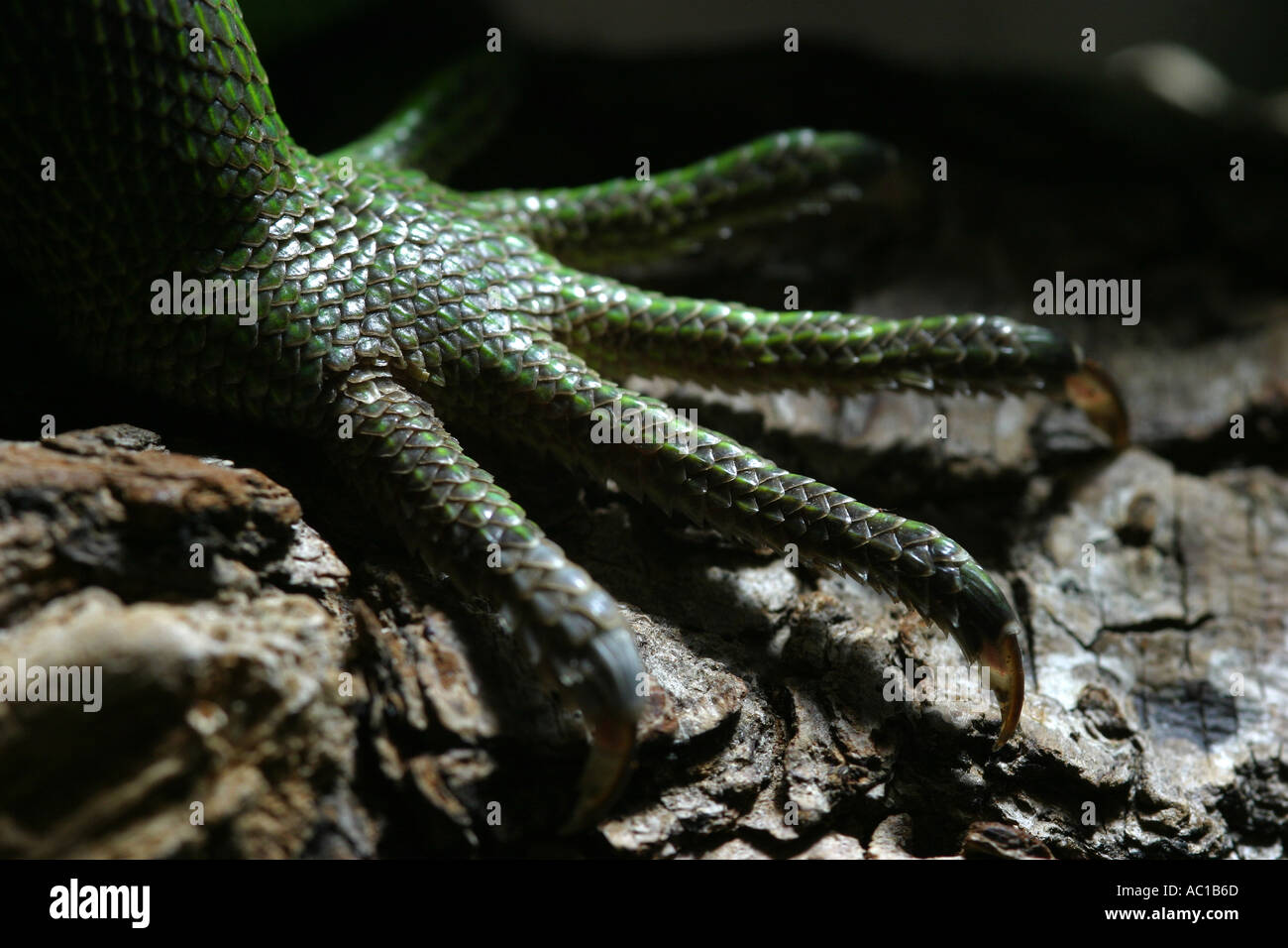 Reptile foot detail hi-res stock photography and images - Alamy
