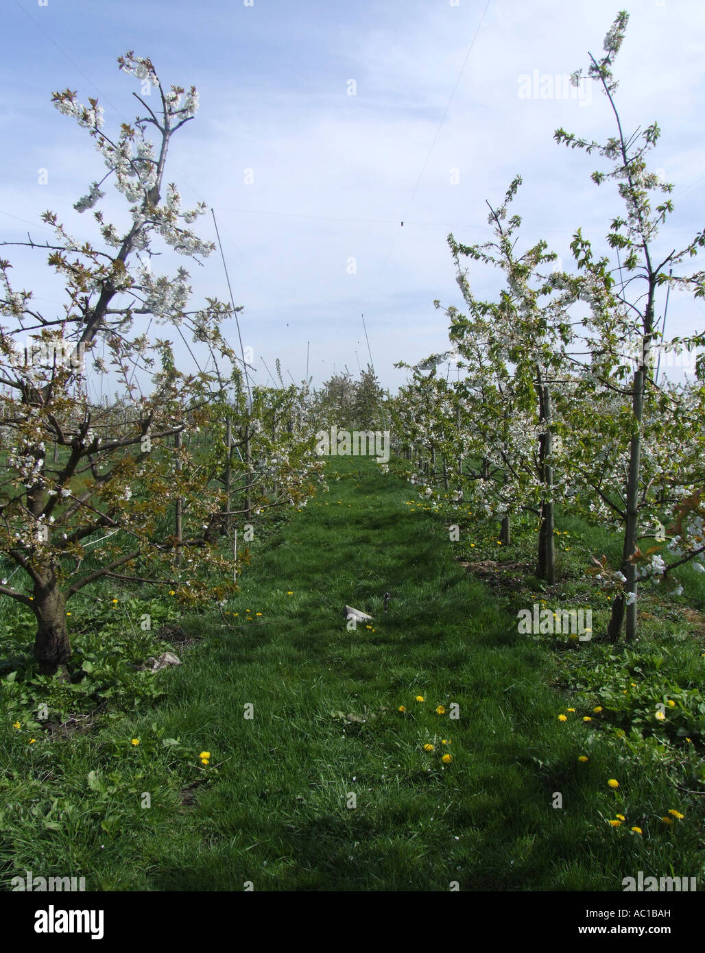 Flowering season Germany Stock Photo - Alamy