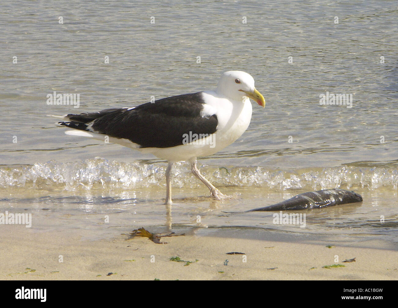 The Great Black Backed gull is the largest of the gull family Stock ...