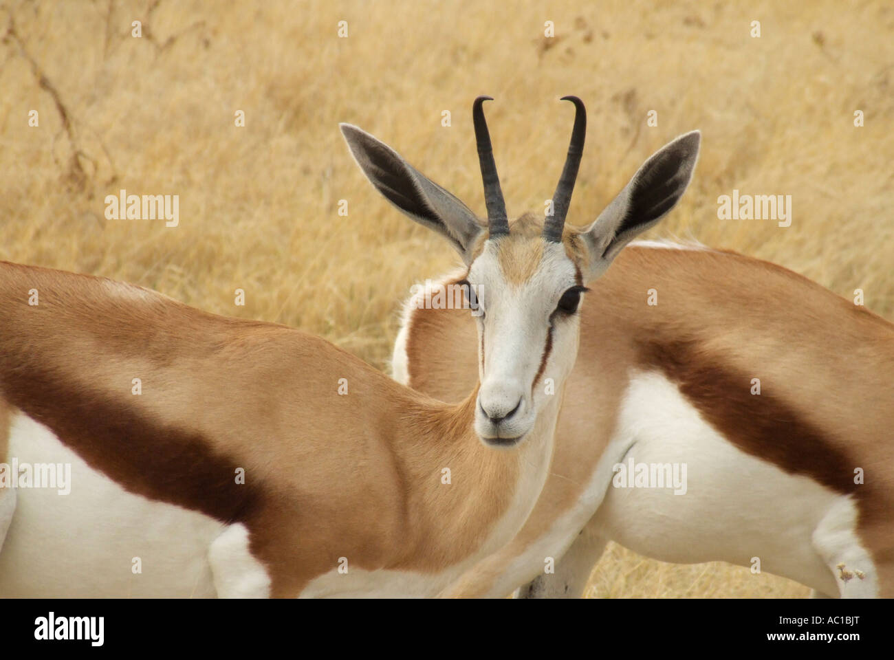 Springbok in field close up Stock Photo - Alamy