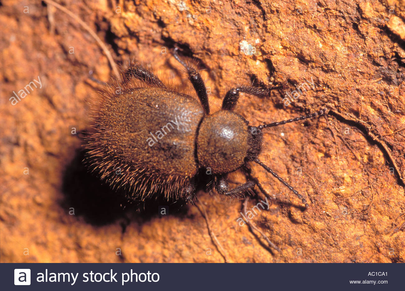 Insect Under Rock Stock Photos & Insect Under Rock Stock Images - Alamy