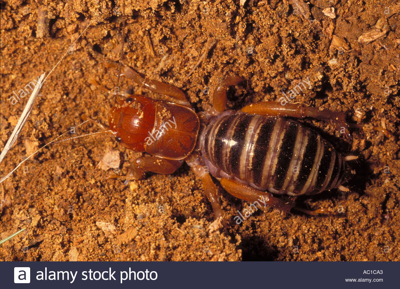 Jerusalem Cricket Stock Photos & Jerusalem Cricket Stock Images - Alamy