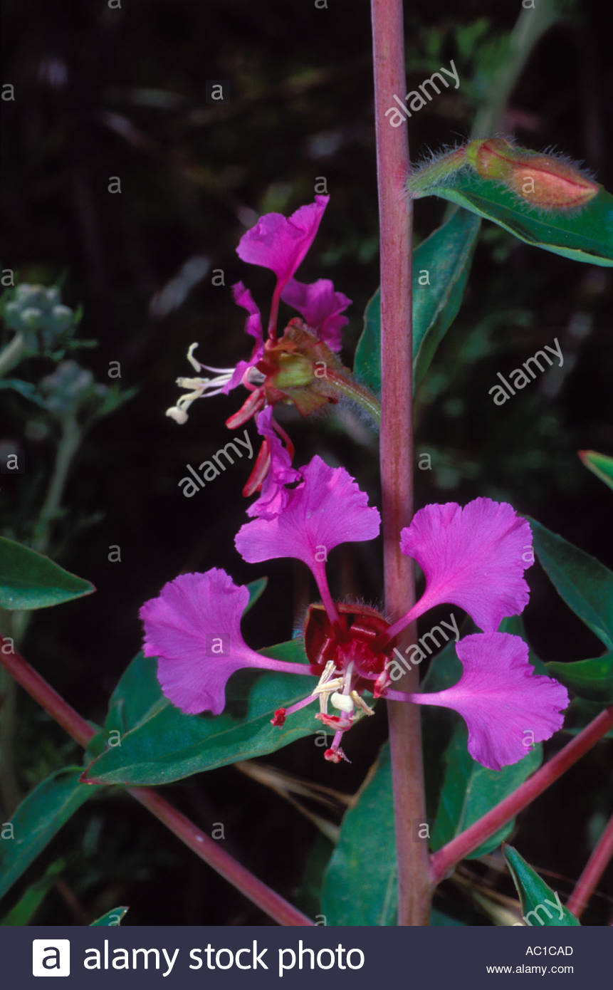 Onagraceae Clarkia Stock Photos & Onagraceae Clarkia Stock Images - Alamy