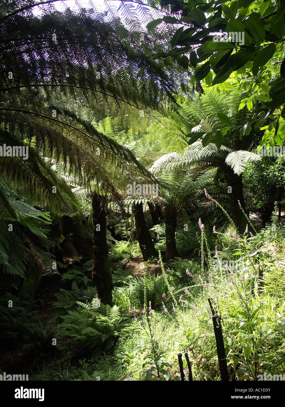 The Tree Fern Pit at Trewidden Gardens was established over 100 years ...