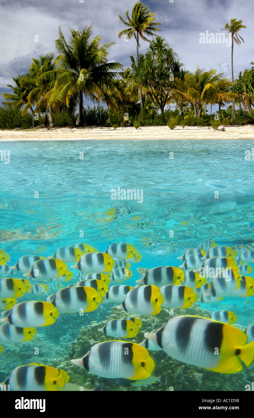 Lagoon fish and tropical island in Tahiti in French Polynesia Stock ...