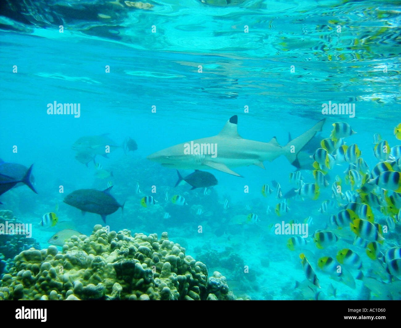 Reef shark in tropical lagoon in Tahiti Stock Photo - Alamy