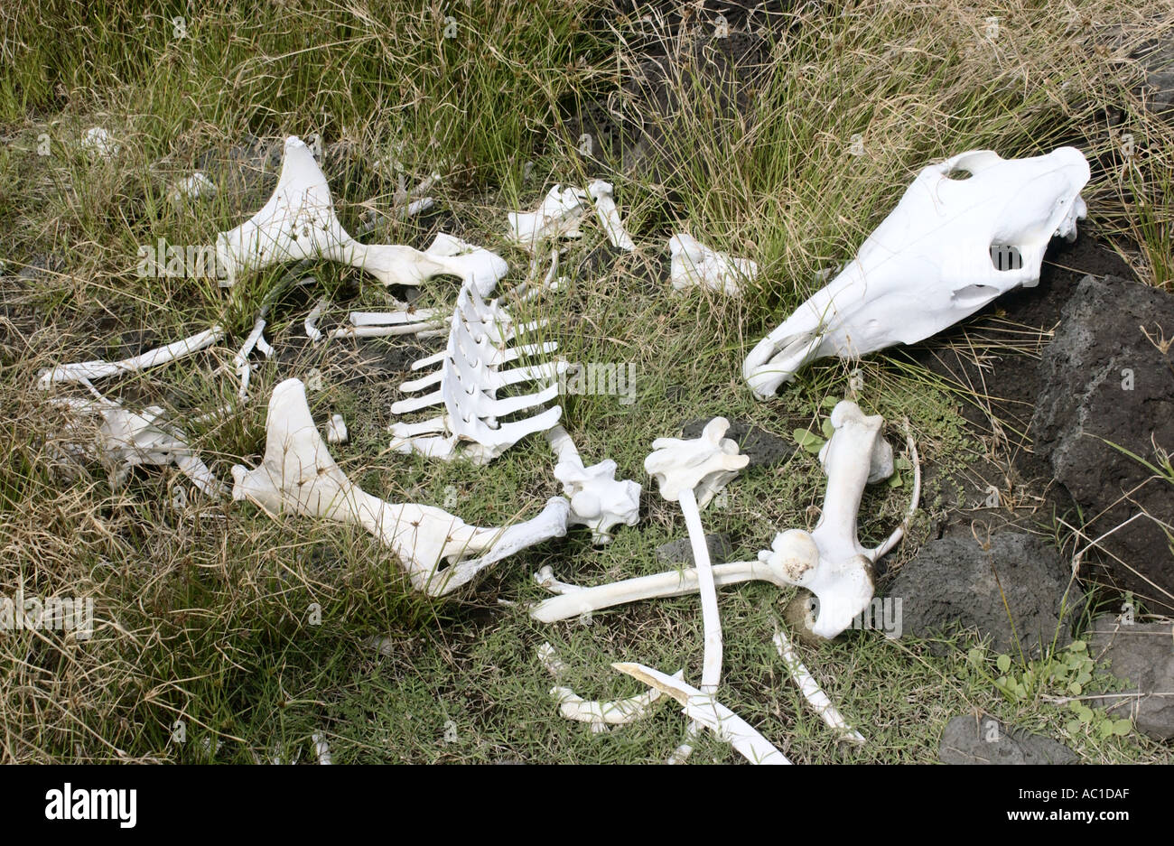 bones of a dead animal Stock Photo - Alamy