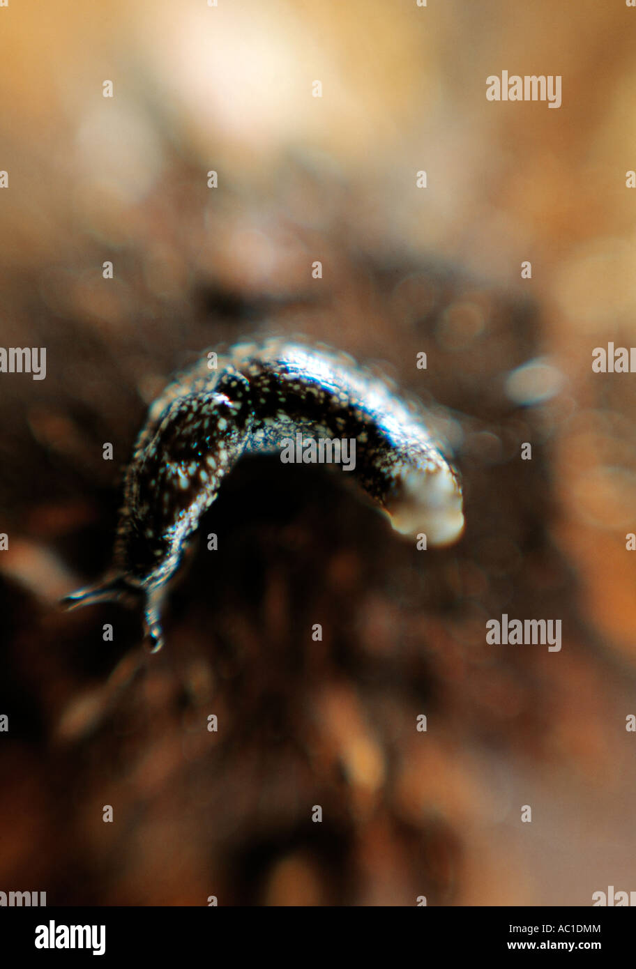 Irish insects hi-res stock photography and images - Alamy