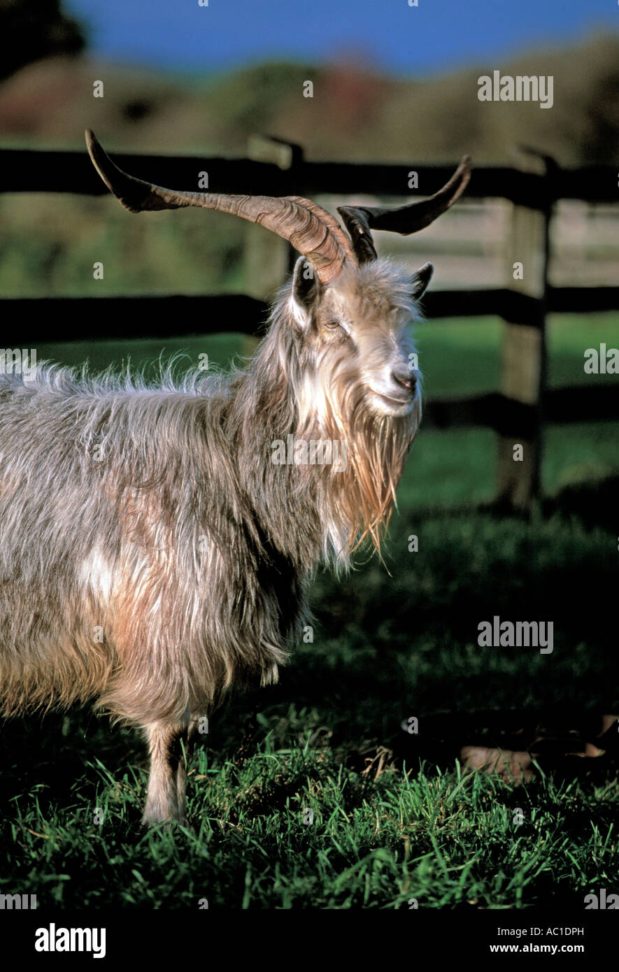 Puck goat hi-res stock photography and images - Alamy