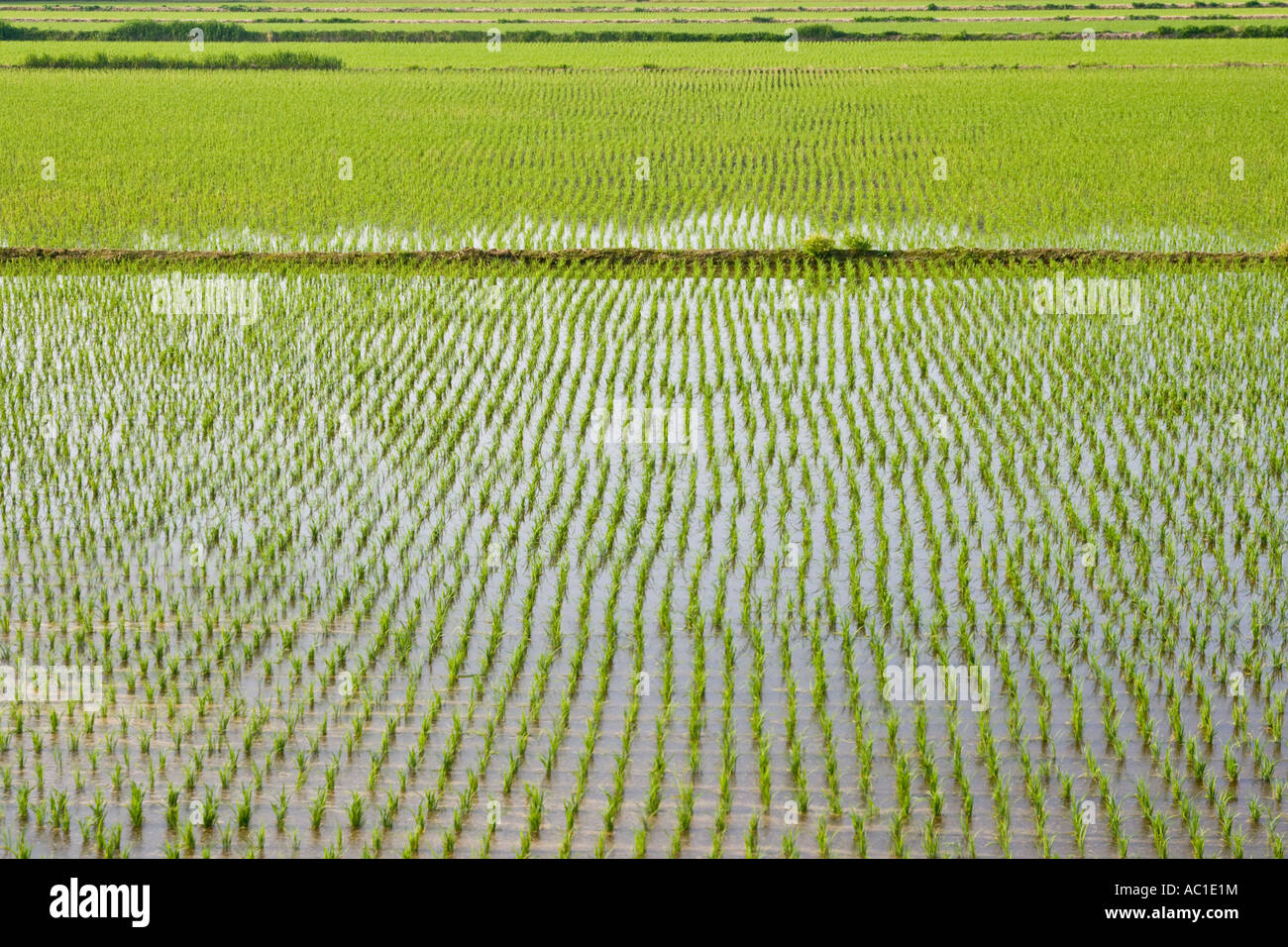 Asian rice field hi-res stock photography and images - Alamy