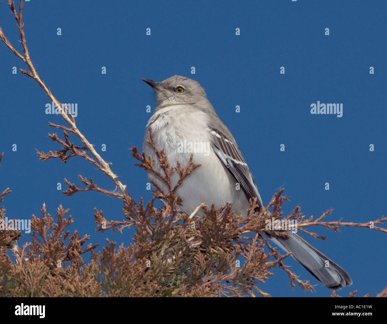 Northern Mockingbird,Mimus polyglottos, in the top of a Cedar tree ...