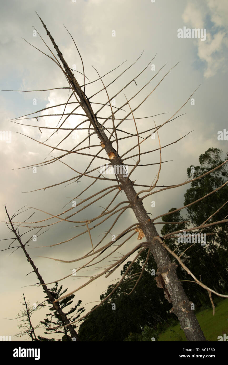 evil tree France Stock Photo - Alamy