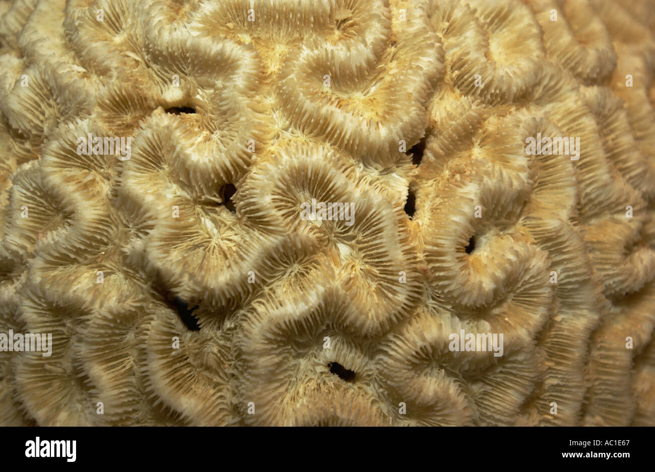brain coral on a coral reef in French Polynesia Stock Photo - Alamy