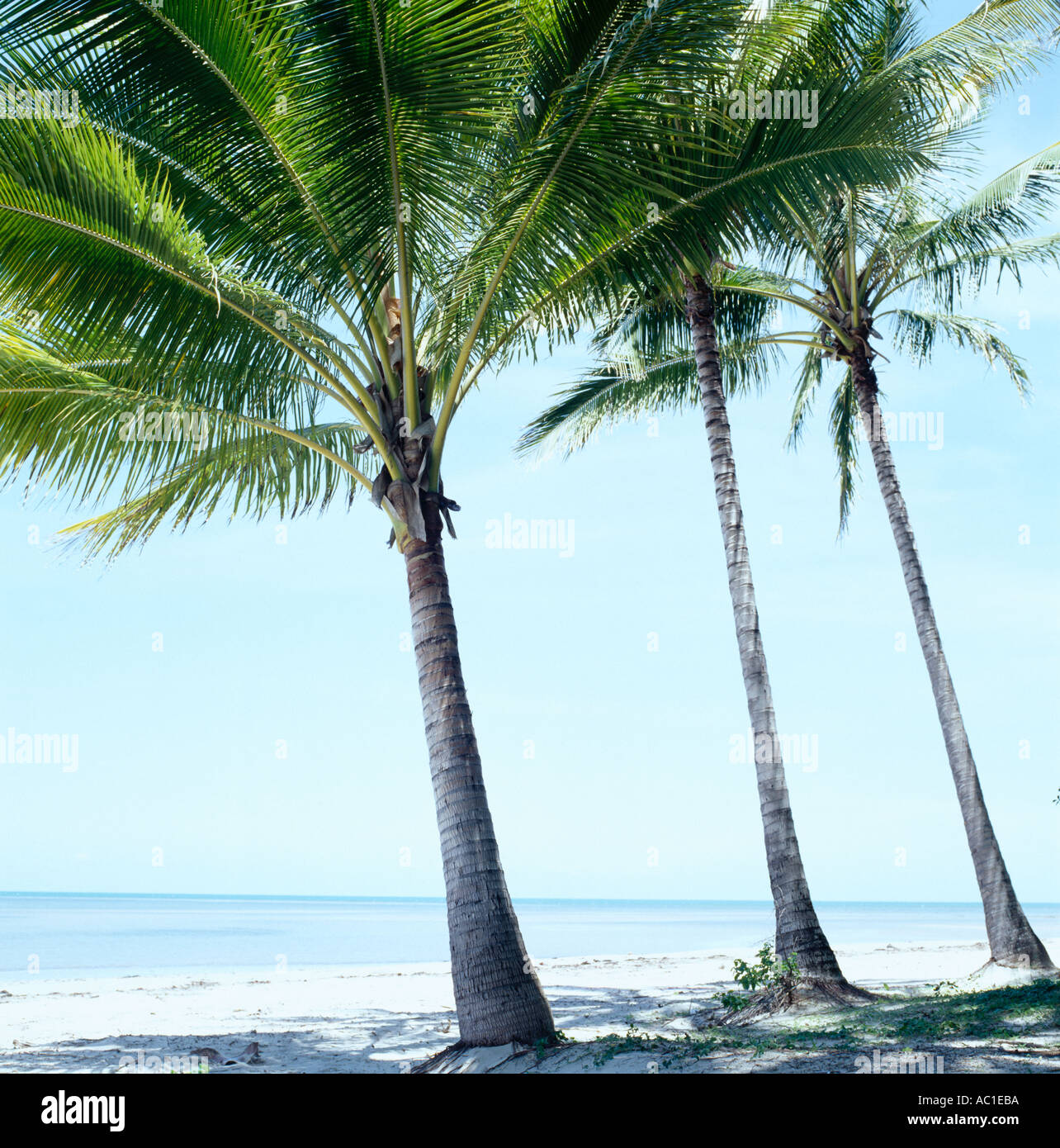 THREE PALM TREES Stock Photo - Alamy