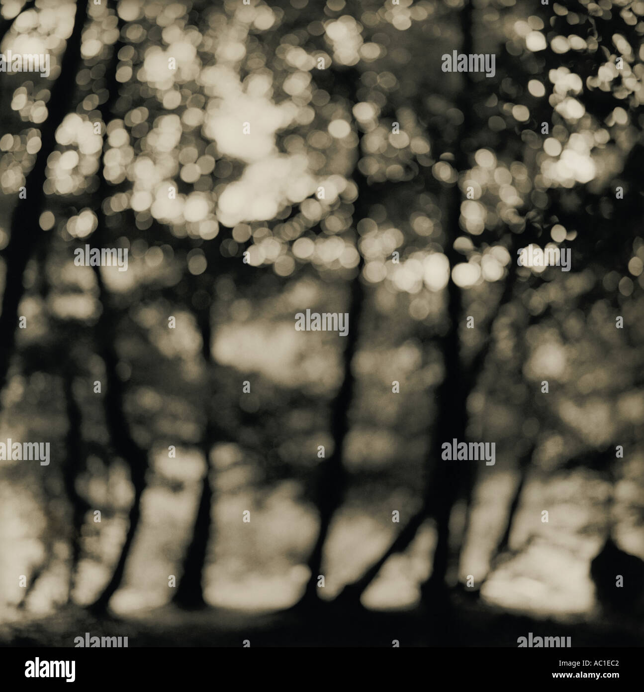 Out of focus trees at Snelsmore Common near Newbury, Berkshire, England ...