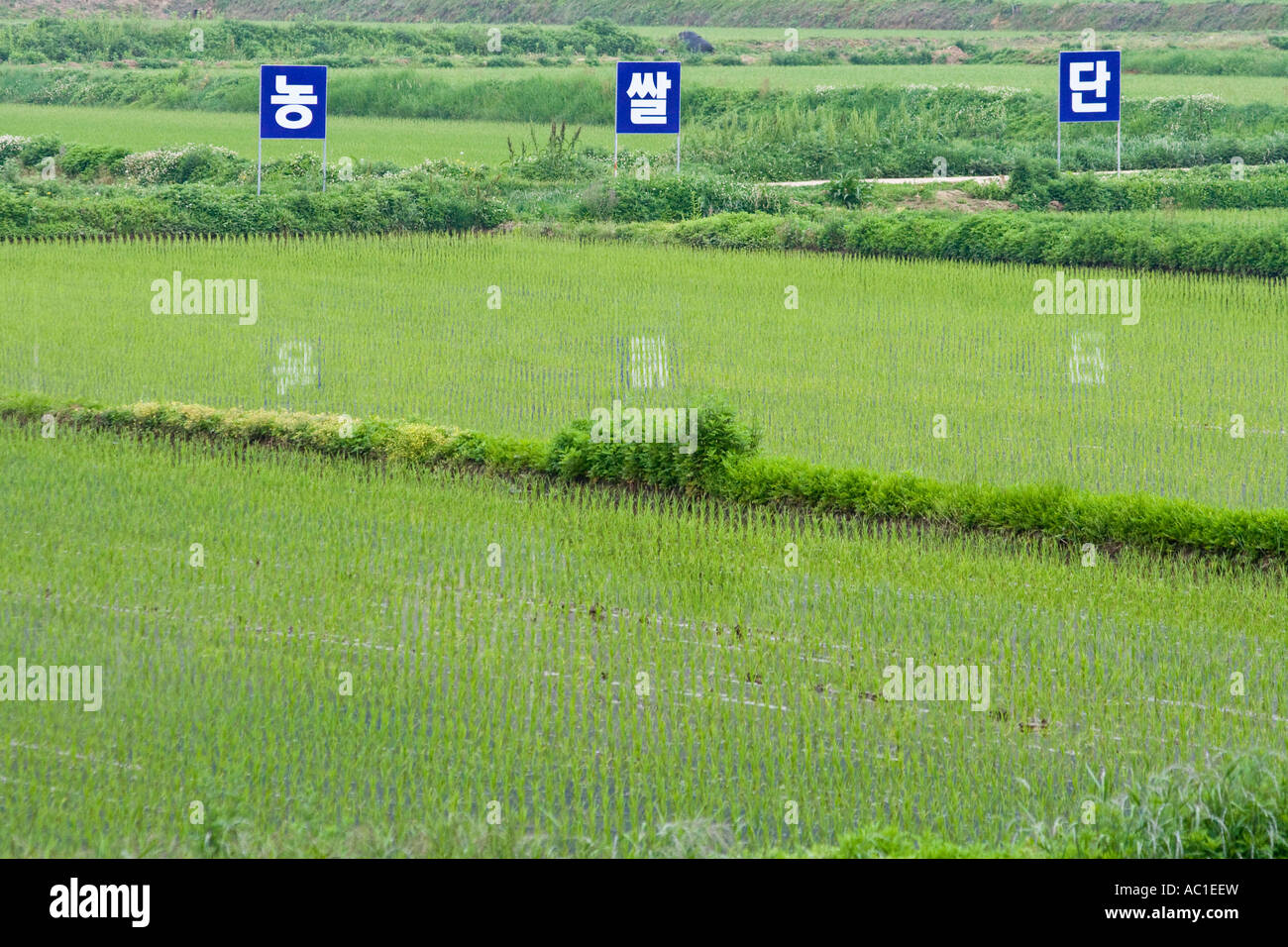 Sign says Organic Rice Field Tiny Rice Seedlings Growing in Flooded ...