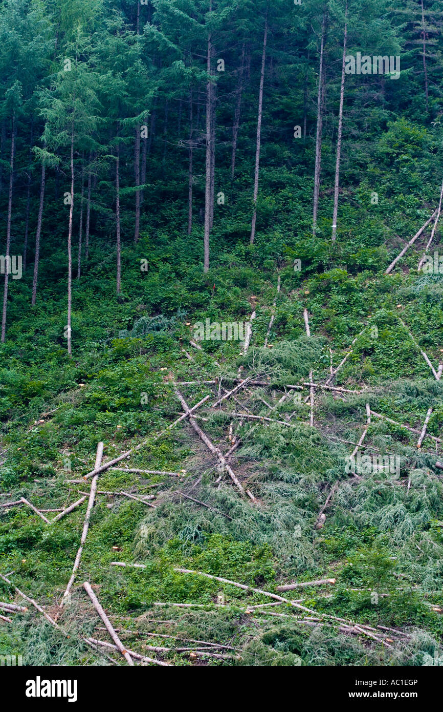 Tree hauled away hi-res stock photography and images - Alamy