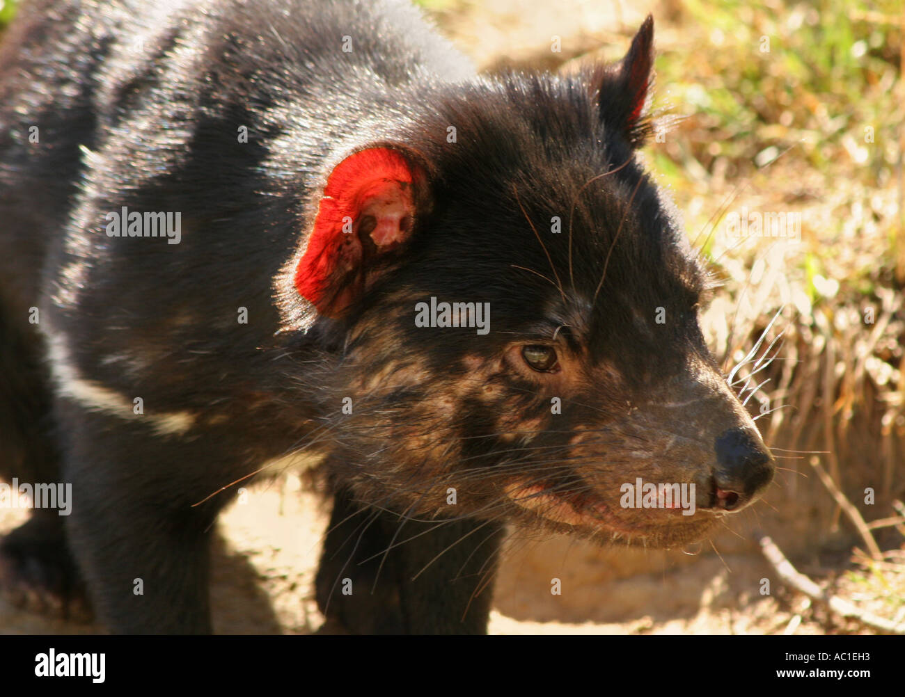 Tasmainan Devil in Tasmania Australia Stock Photo - Alamy