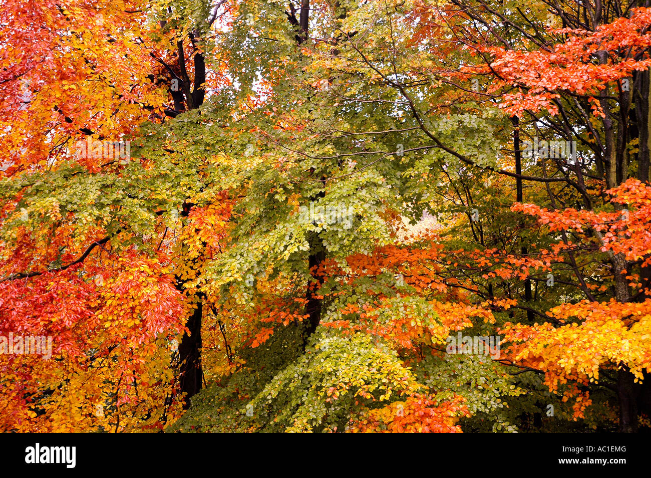 Autumnal trees, Glasgow Stock Photo - Alamy