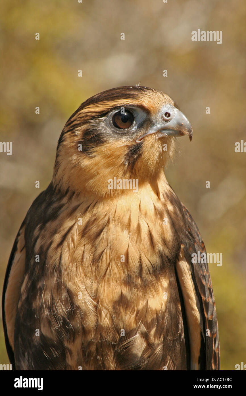 A Brown Falcon in Tasmania Australia Stock Photo - Alamy