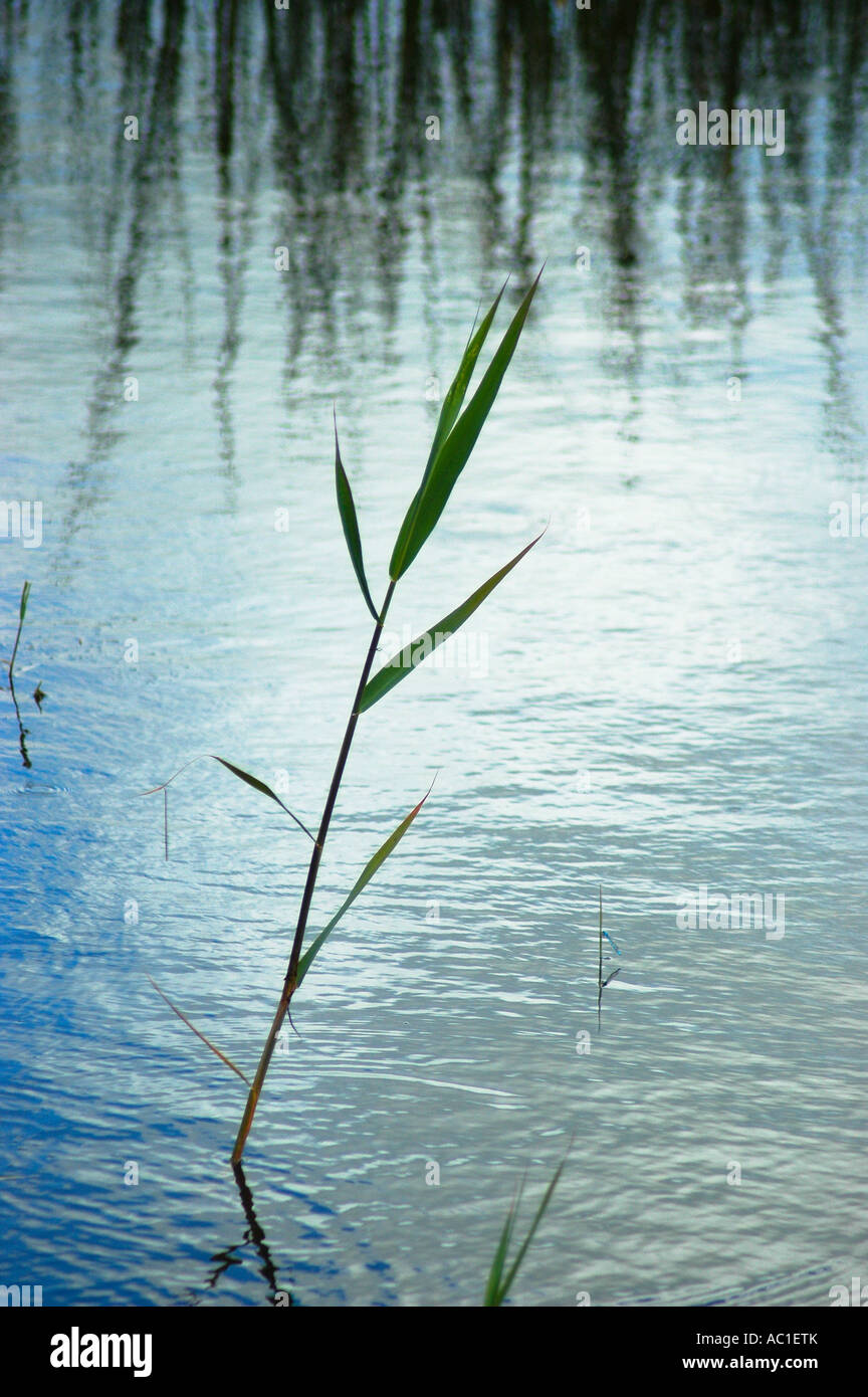 Reed stem growing out of water Stock Photo - Alamy