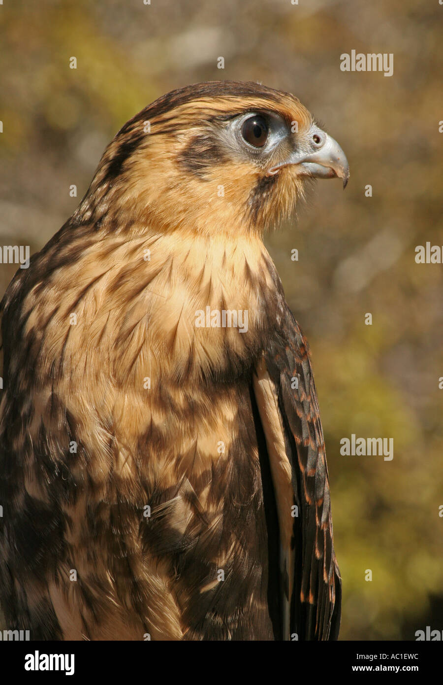 Feathers of australia hi-res stock photography and images - Alamy