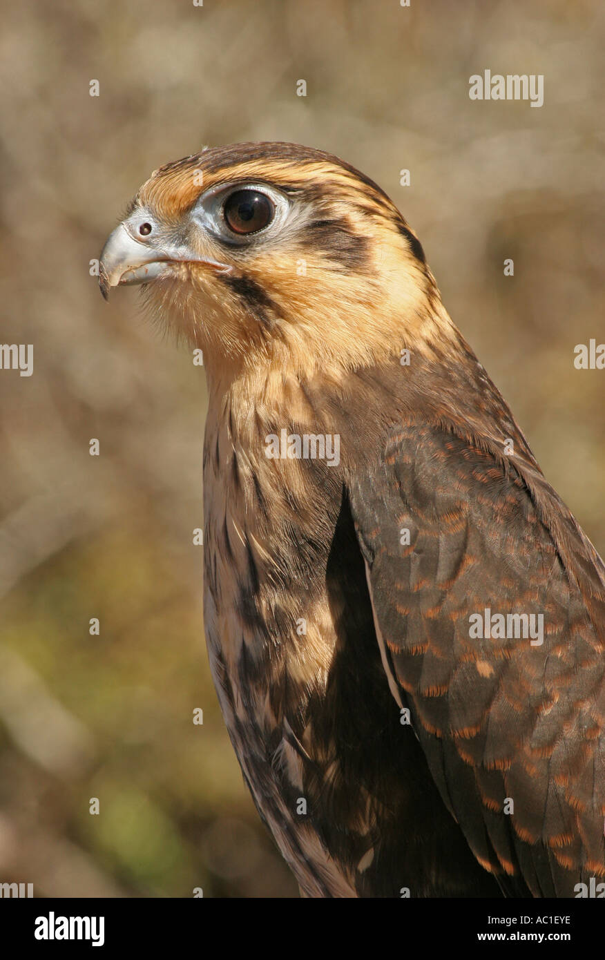 Falcon bird head hi-res stock photography and images - Alamy