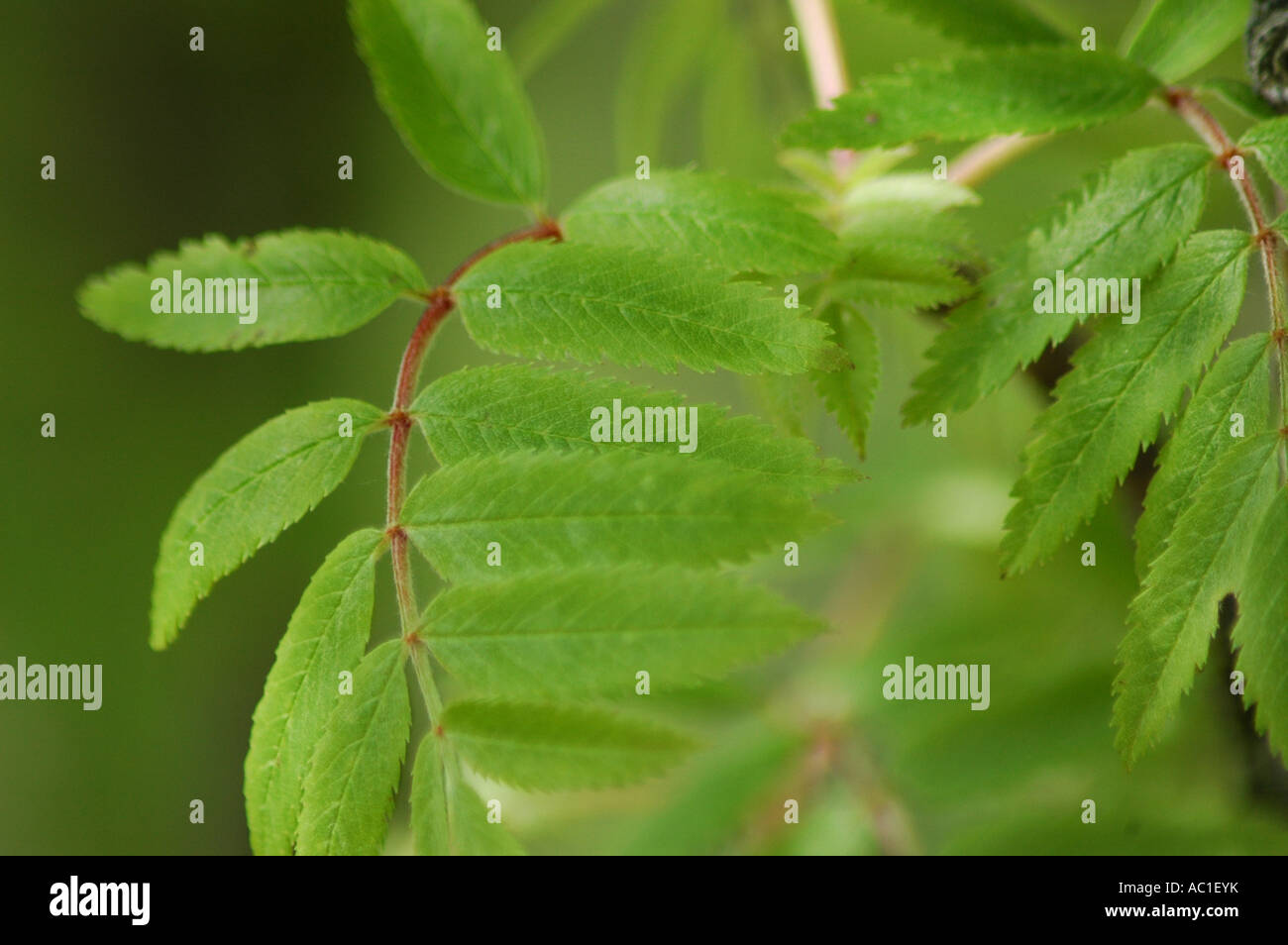 Rowan tree leaves Stock Photo - Alamy