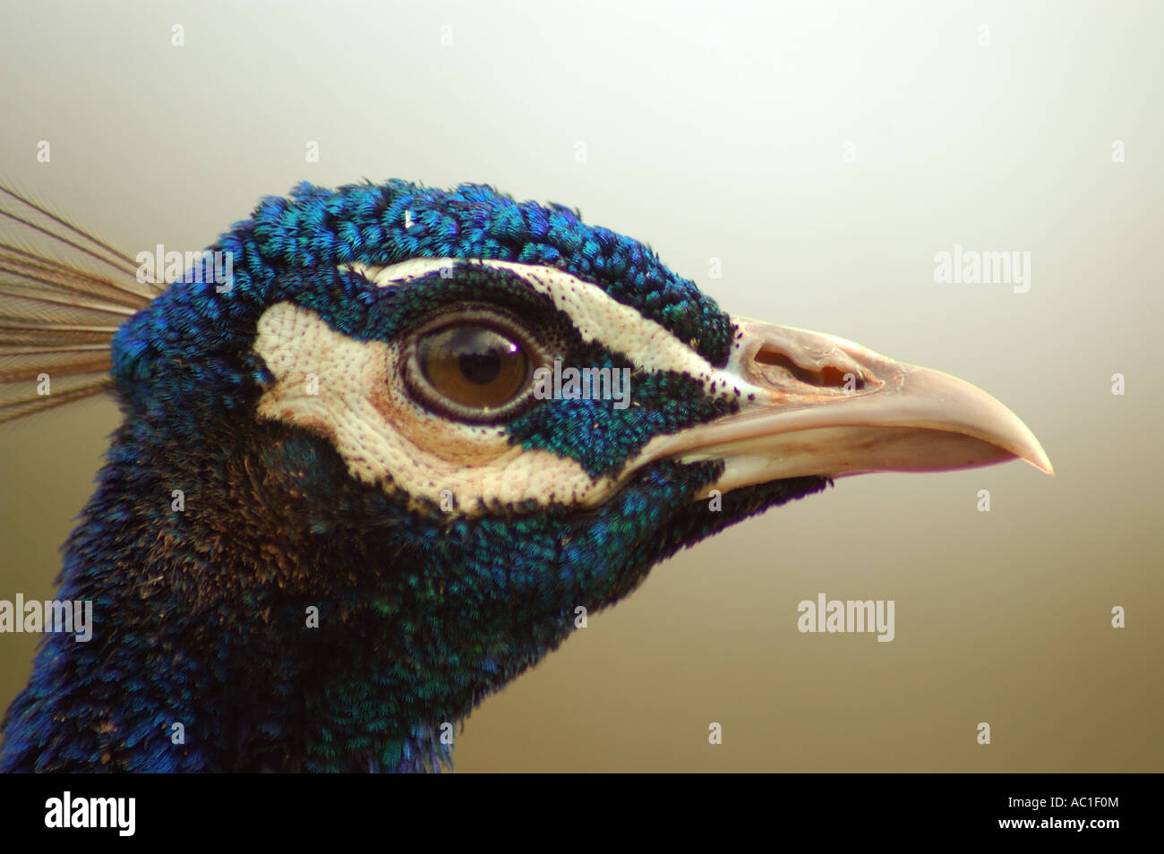 Peacock face hi-res stock photography and images - Alamy