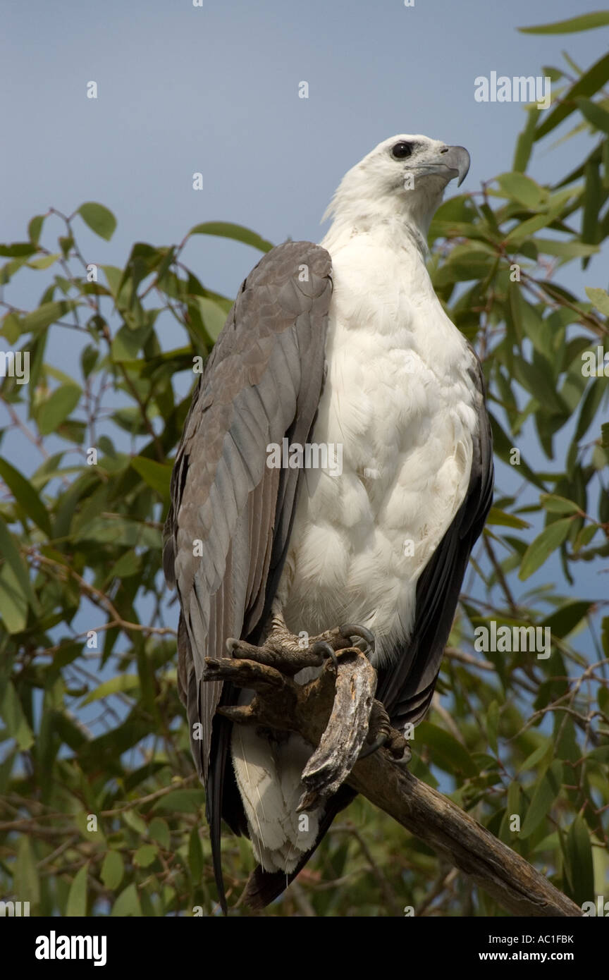 Wallpaper Bird Predator White