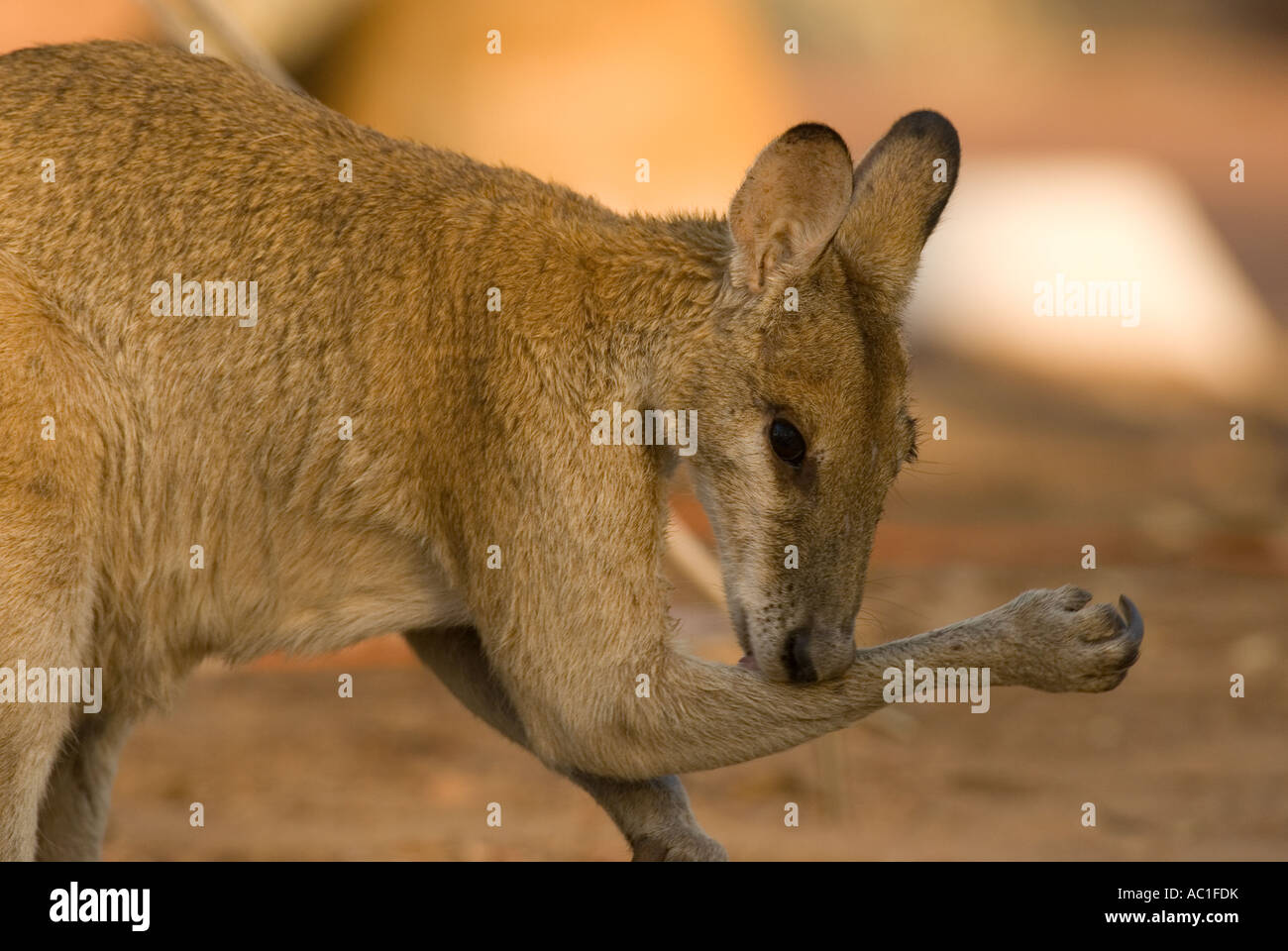 Agile wallaby, Macropus agilis, cooling itself by licking its arms ...