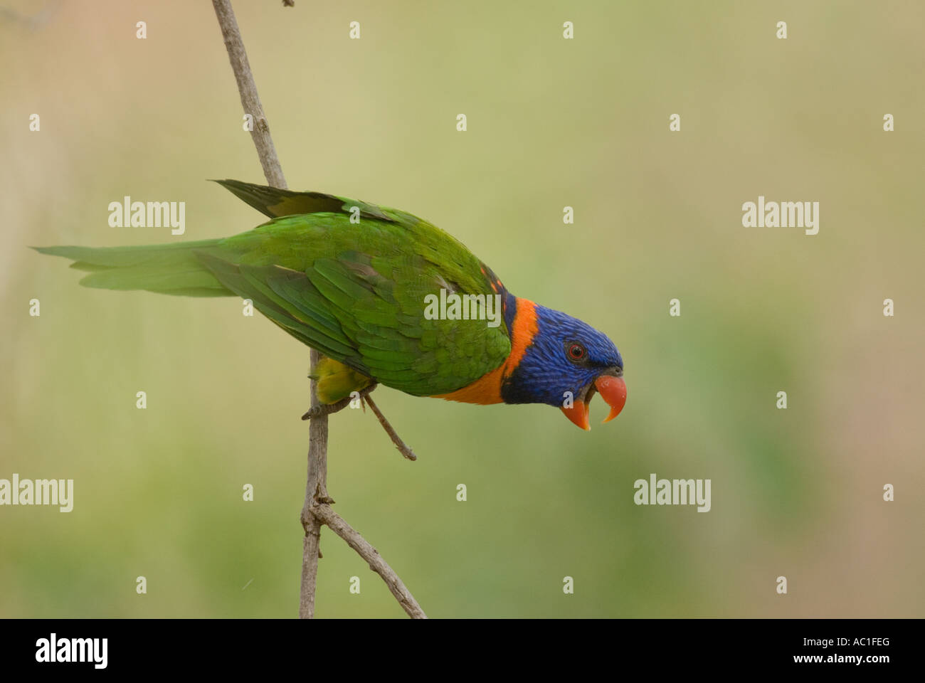 Red collared lorikeet, Trichoglossus haematodus rubritorquis calling ...