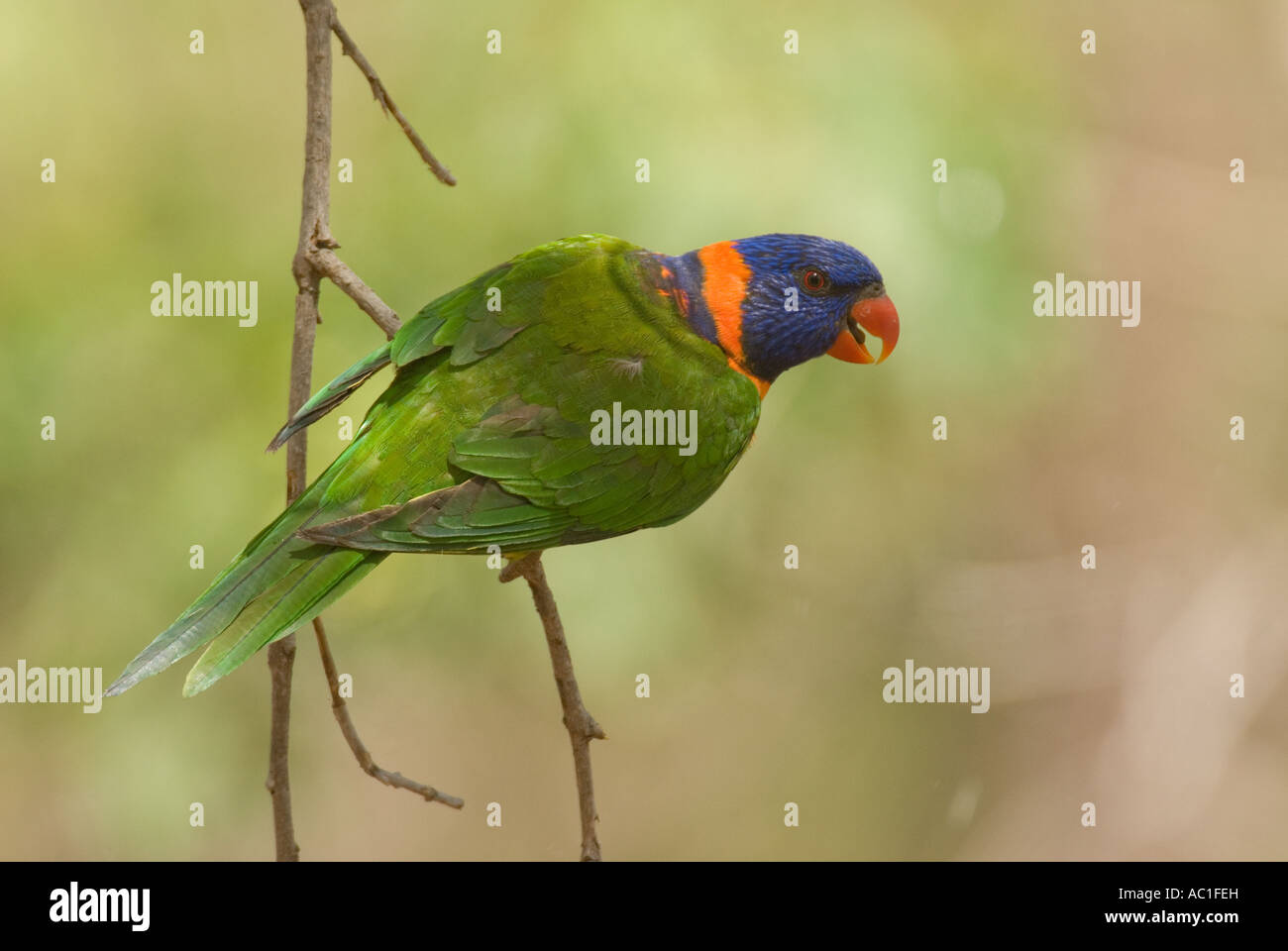 Red collared lorikeet, Trichoglossus haematodus rubritorquis calling, Australia Stock Photo - Alamy