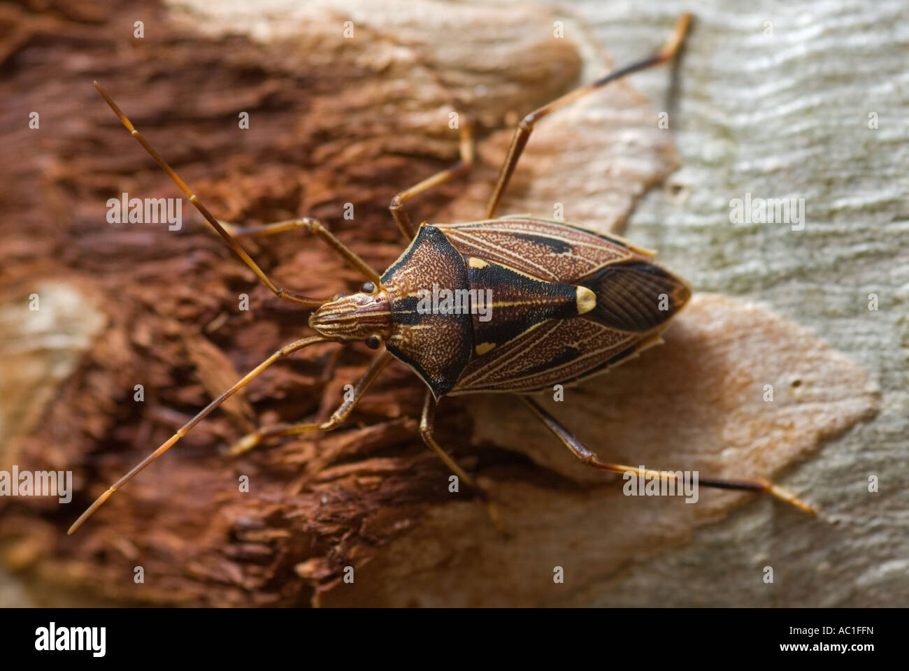 Zebra Gum Tree Shield Bug, Poecilometis histricus on a eucalyptus tree ...