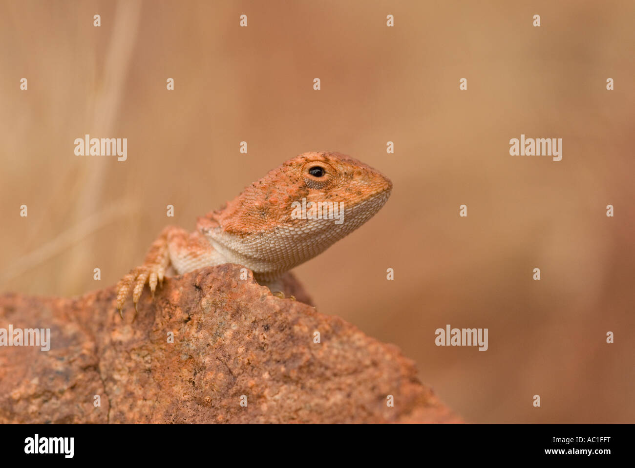 Lizard, Uluru National Park, Australia Stock Photo - Alamy