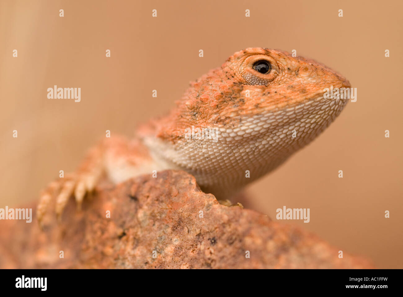 Lizard, Uluru National Park, Australia Stock Photo - Alamy