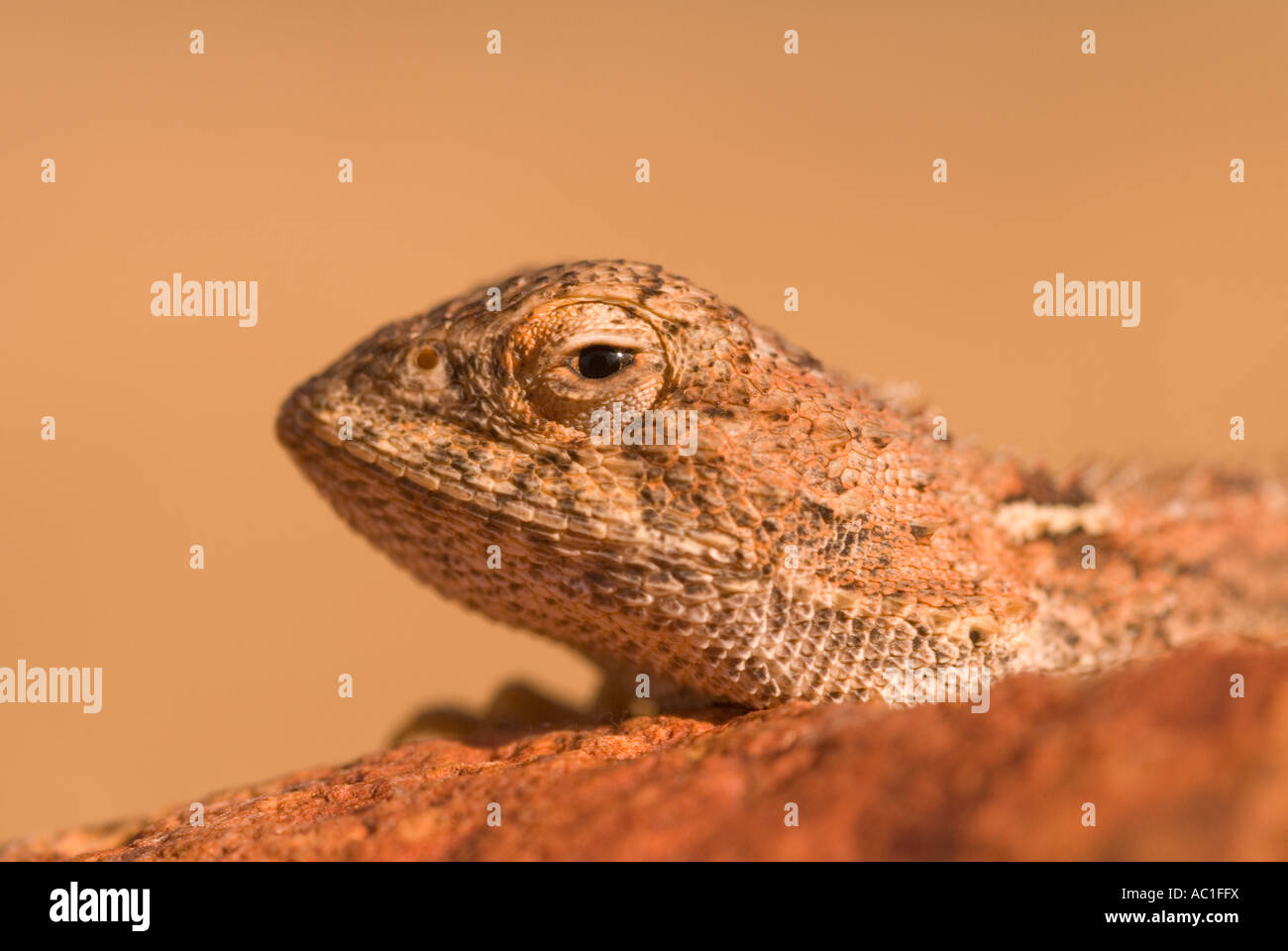 Lizard, Uluru National Park, Australia Stock Photo - Alamy