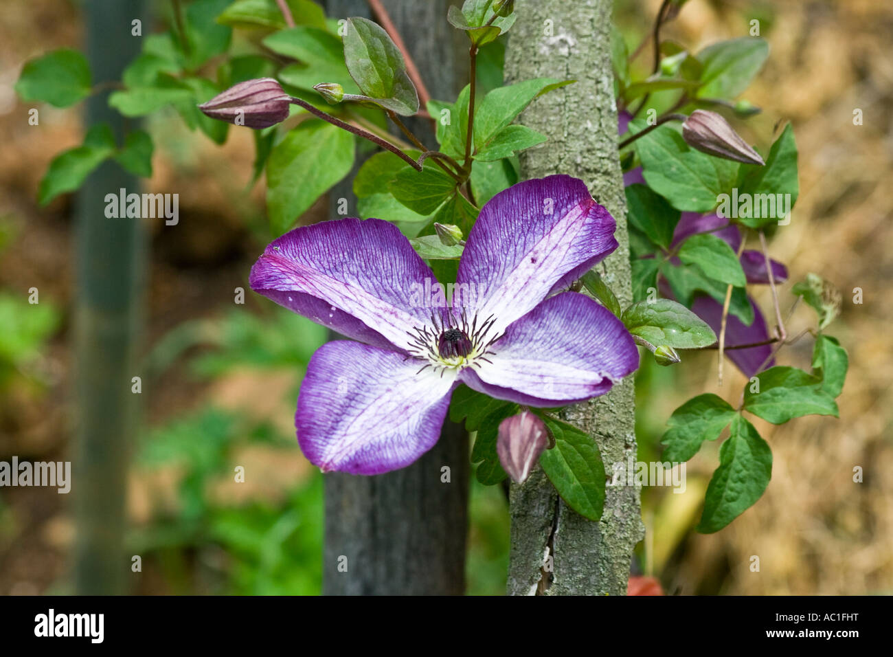 Only purple hi-res stock photography and images - Alamy