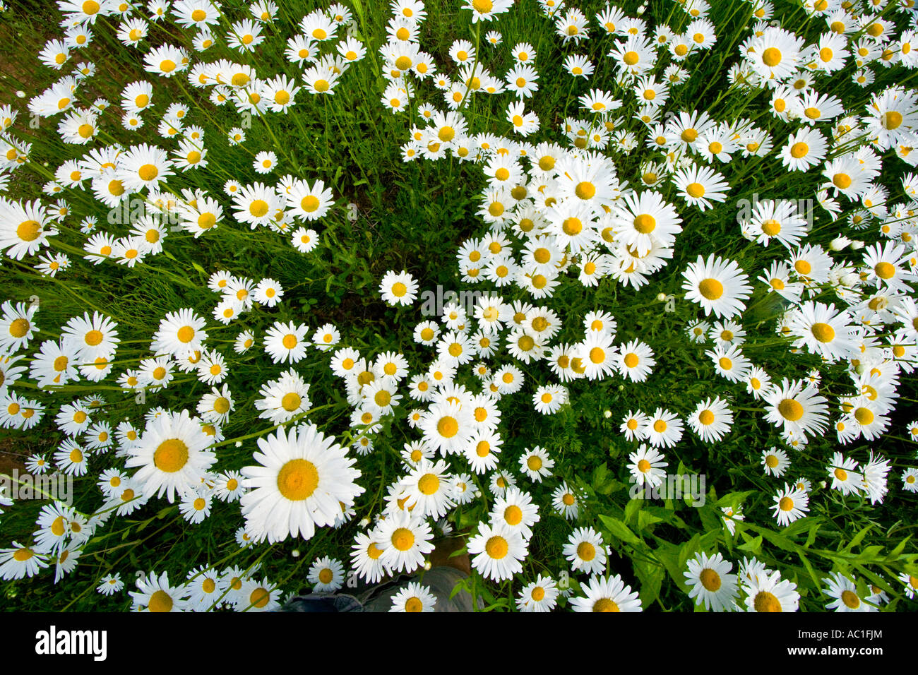 Field of dasies hi-res stock photography and images - Alamy