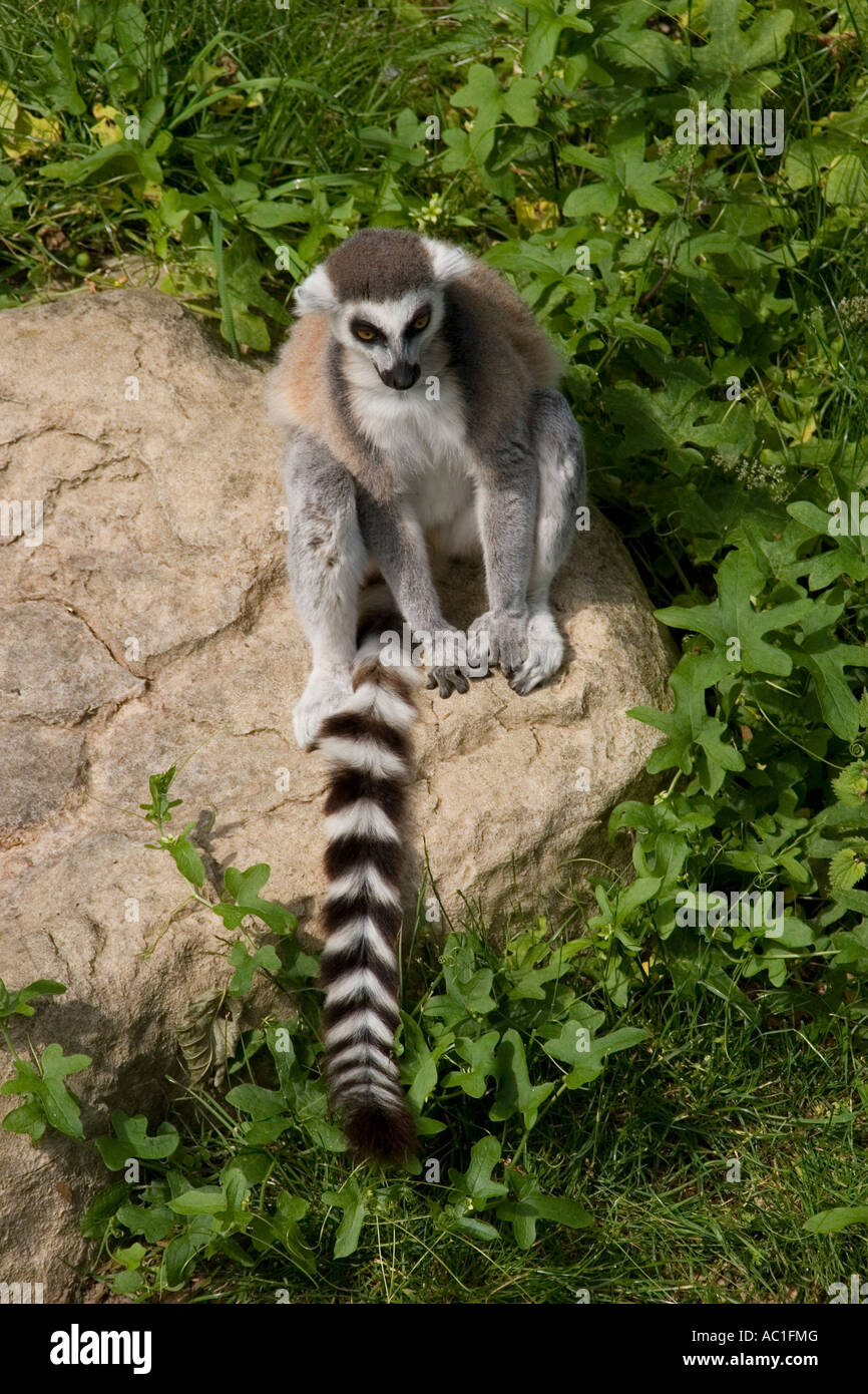 Ring tailed Lemur at a Zoo Stock Photo - Alamy