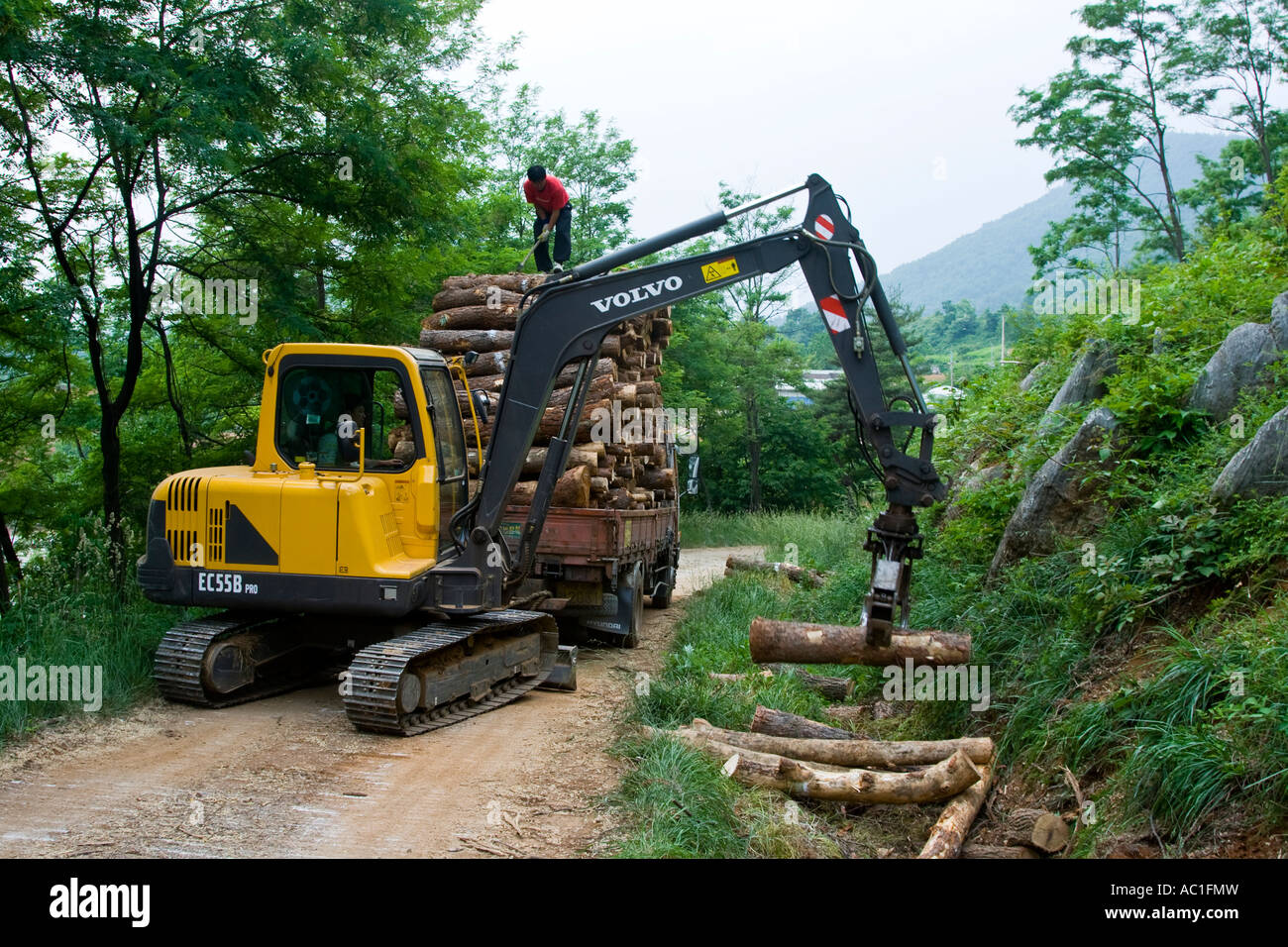 Harvesting Raw Material Trees for Lumber Wood Gyeongjidong Do Province ...