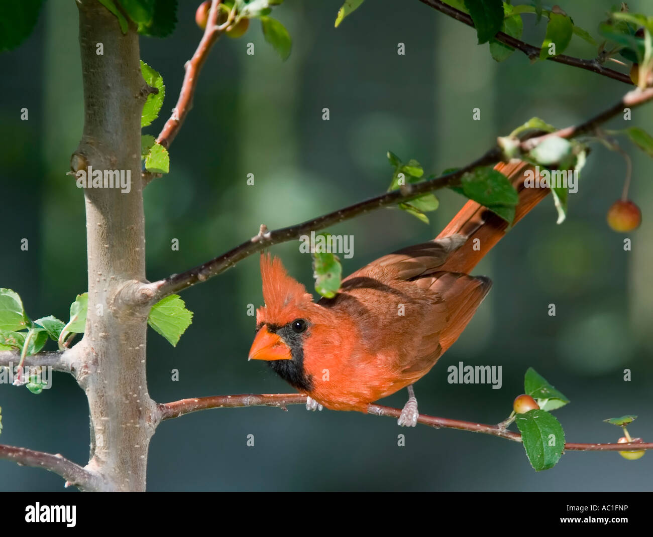 Male Northern Cardinal, Cardinalis cardinalis, perched in s crabapple ...